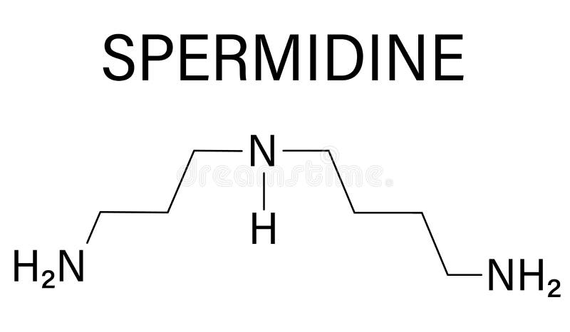 Spermidine Polyamine Compound Molecule. Skeletal Formula Stock Vector ...