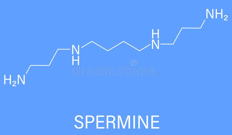 Spermine Molecular Structure Stock Illustrations – 19 Spermine ...