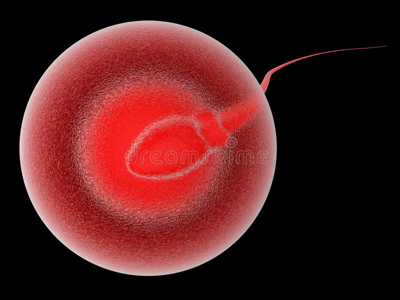 Spermium im Ovulum stock abbildung. Illustration von virus - 30510048