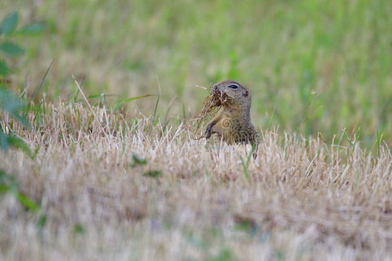 European Ground Squirrel Spermophilus Citellus Stock Photo - Image of ...