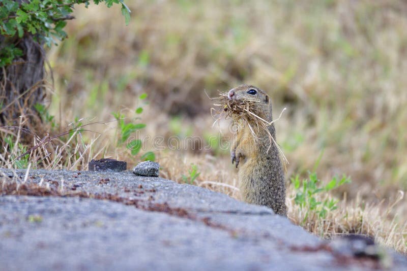 European Ground Squirrel Spermophilus Citellus Stock Photo - Image of ...