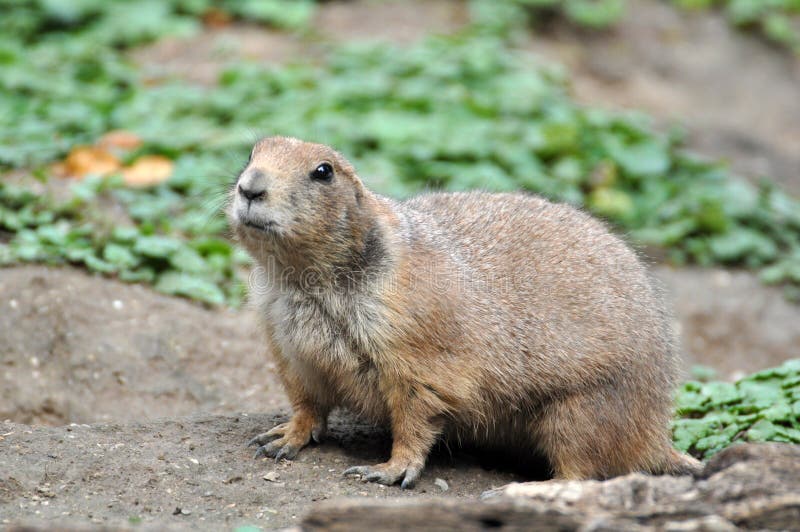 Spermophilus citellus stock image. Image of furry, head - 33182601