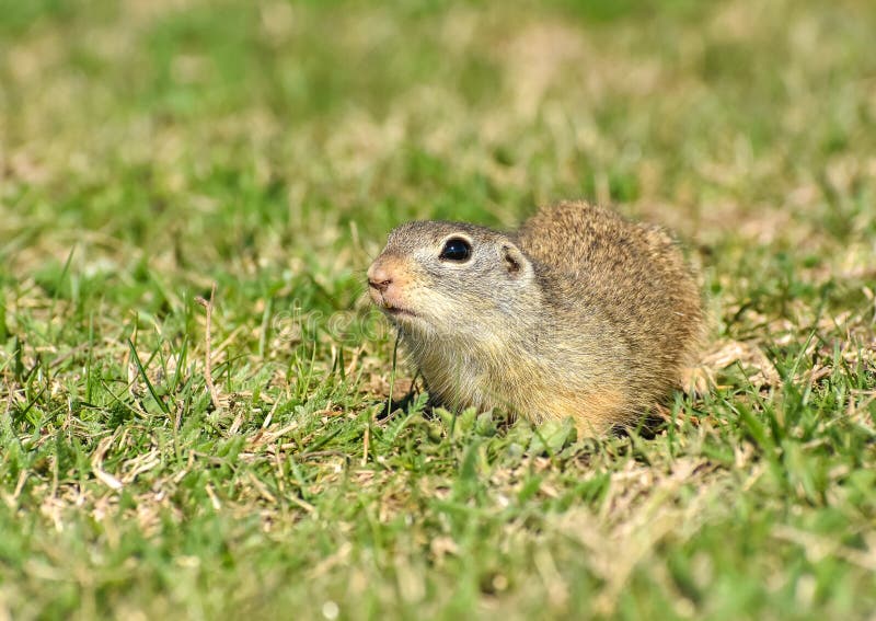 Spermophilus Citellus in the Spring in the Field 6 Stock Photo - Image ...