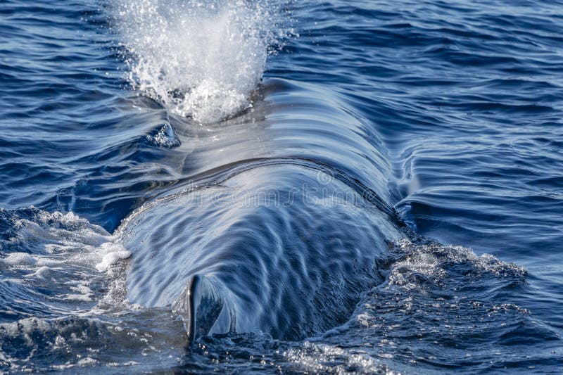 Spermwhale Sperm Whale Breathing on Sea Surface Close Up Stock Photo ...
