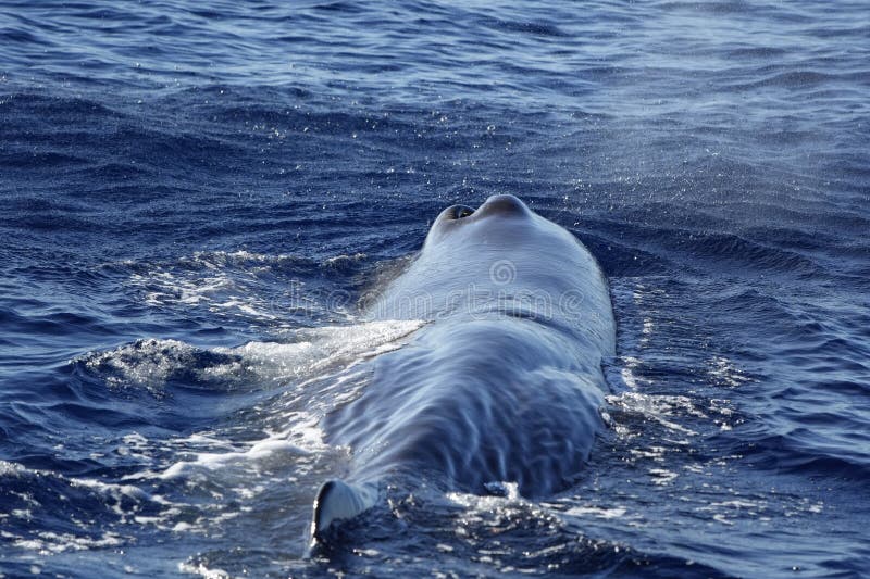 Spermwhale Sperm Whale Breathing on Sea Surface Close Up Stock Photo ...