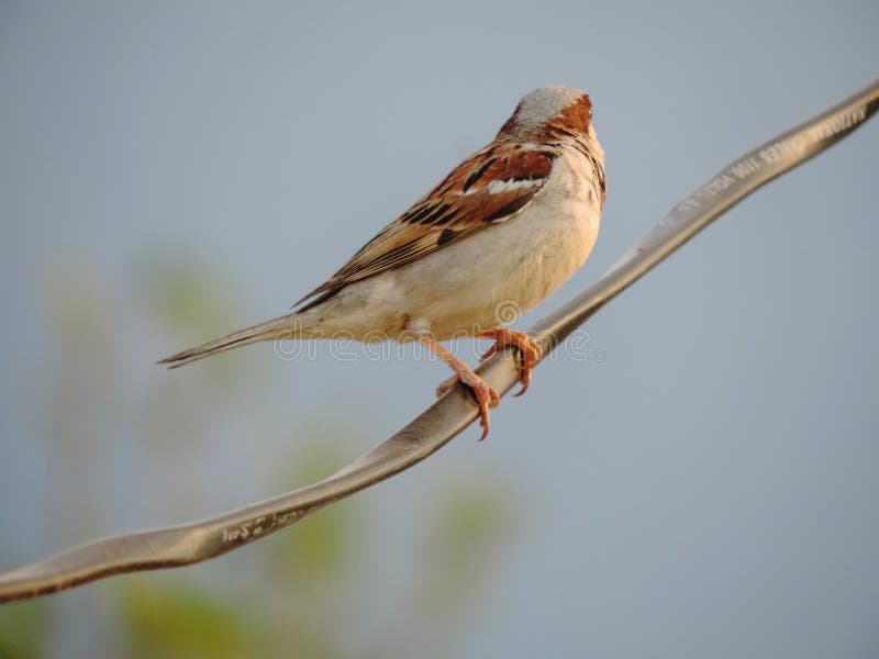 Spero Bird Stock Photos - Free & Royalty-Free Stock Photos from Dreamstime