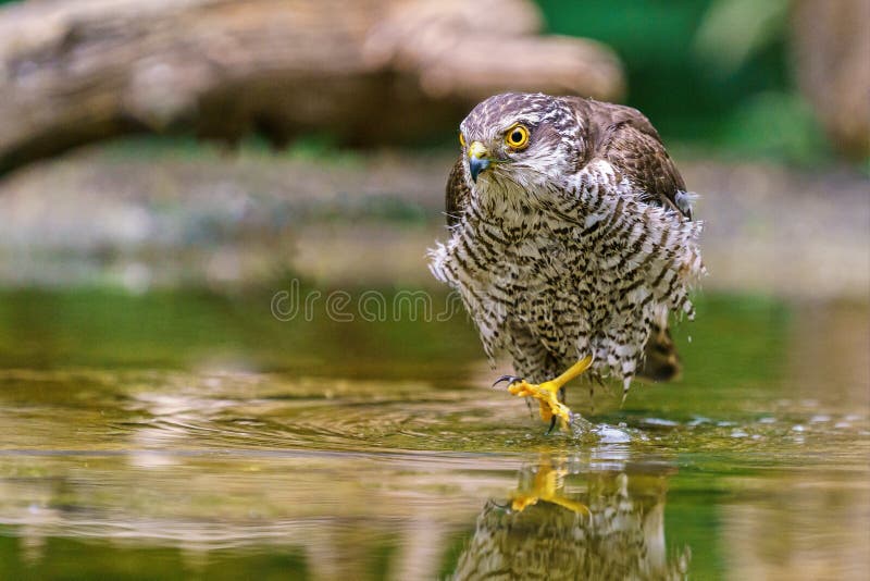 Sperwer Hawk Walking on a Water Surface at Daytime Stock Photo - Image ...