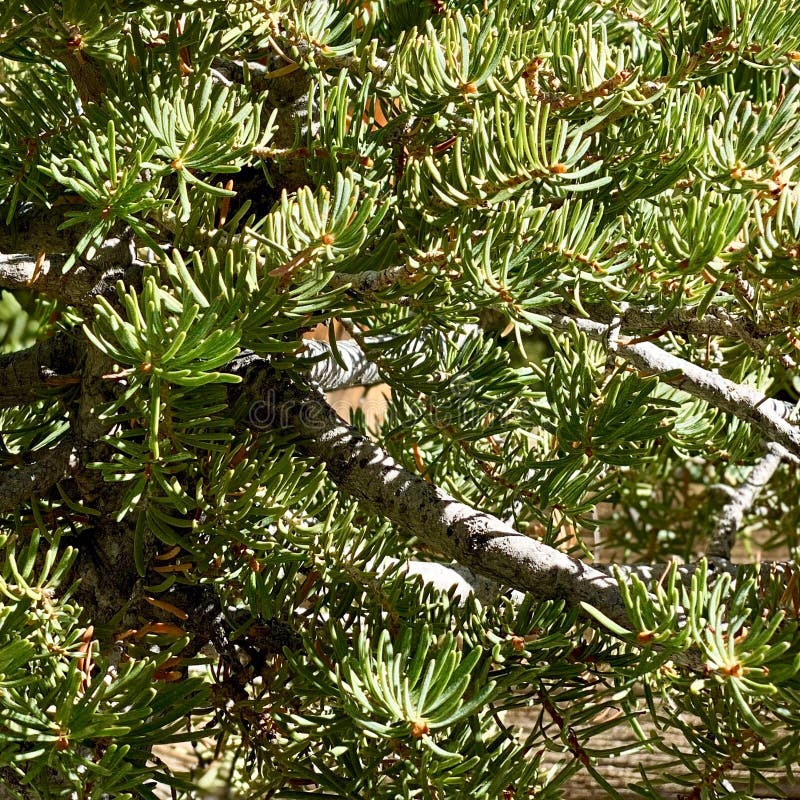 Spruce Needles on Upper Bristlecone Loop Trail, Mt. Charleston, Nevada ...