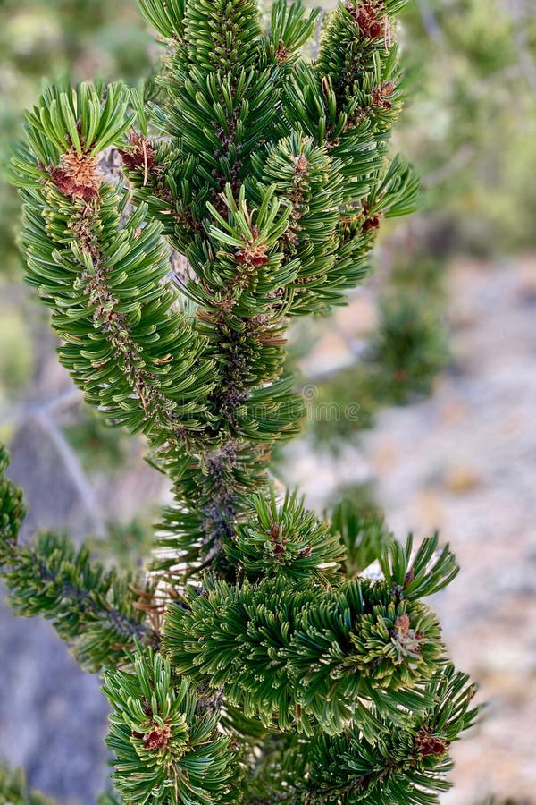 Spruce Tree Needles on Upper Bristlecone Loop Trail, Mt. Charleston ...