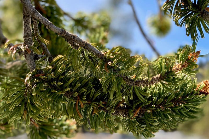 Spruce Tree Needles on Upper Bristlecone Loop Trail, Mt. Charleston ...