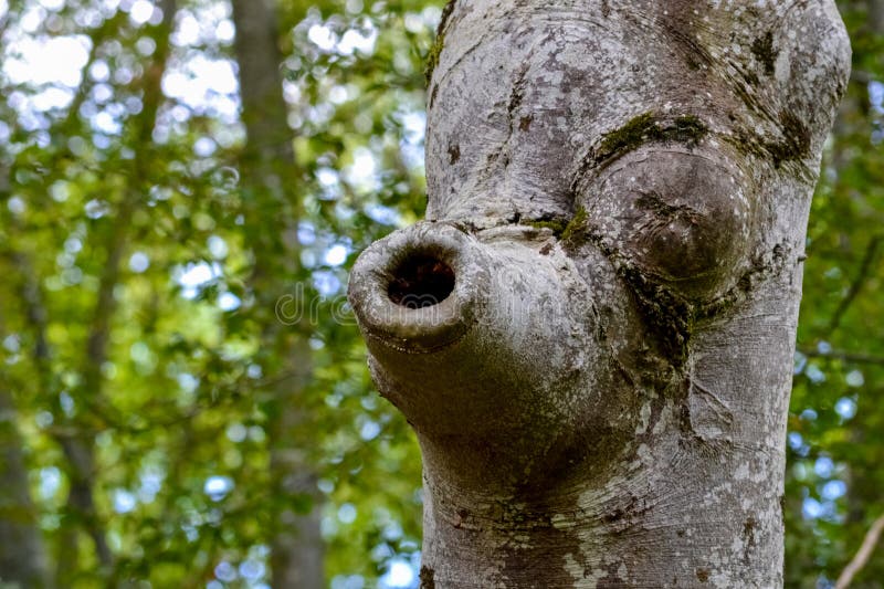 Sphaeroblast Formation Holly Stock Photos - Free & Royalty-Free Stock ...