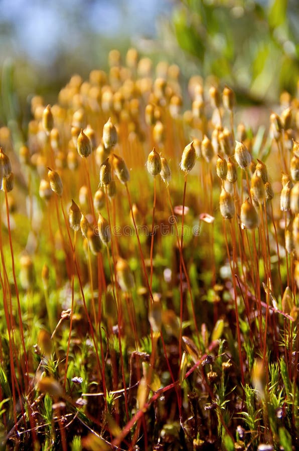 Musgo de turfa de Sphagnum imagem de stock. Imagem de pântanos - 19772649
