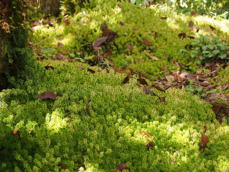 Sphagnum moss stock photo. Image of tree, textured, forest - 63189192