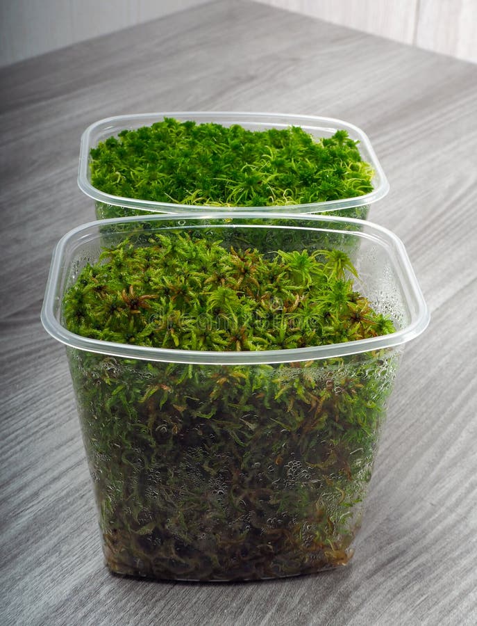 Sphagnum Moss in a Container Stock Image - Image of biology, medicine ...