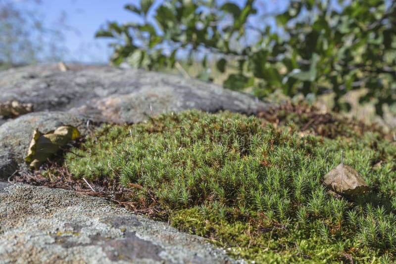 Sphagnum Moss Growing on the Rocks Stock Photo - Image of decoration ...