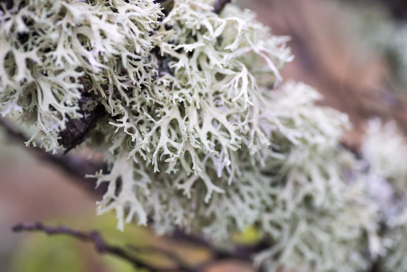 Sphagnum Moss or White Moss on Tree Branch 库存图片 - 图片 包括有 结构树, 纹理: 165434325