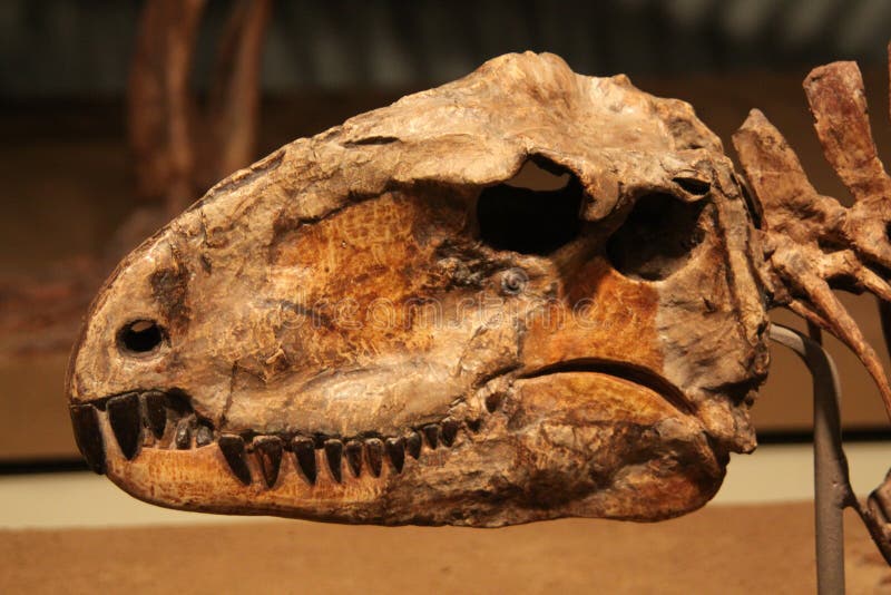 Dicynodont editorial stock photo. Image of triassic, bone - 19038388