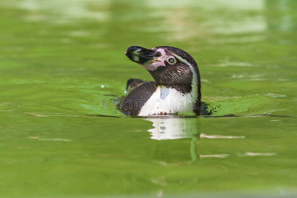Sphenisciformes - Penguin - in Water Stock Image - Image of antarctic ...