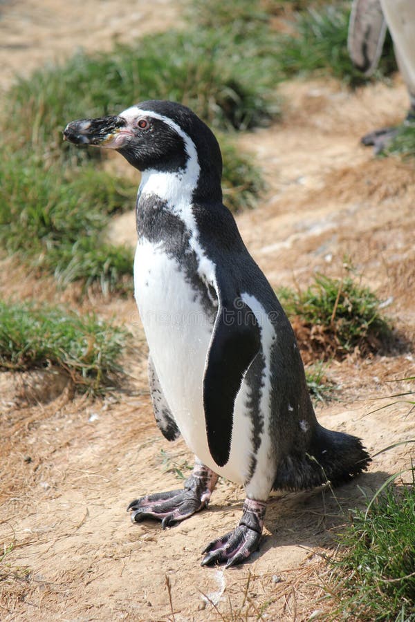 Spheniscus Humboldti Penguin Stock Photo - Image of wing, flightless ...