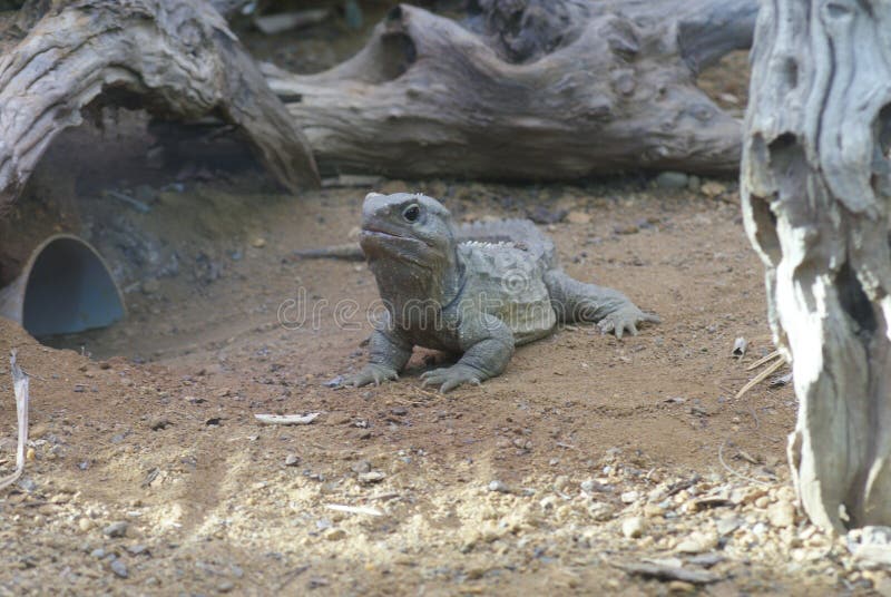 Sphenodon Punctatus - Nord-Tuatara Stockfoto - Bild von reptil, tier ...