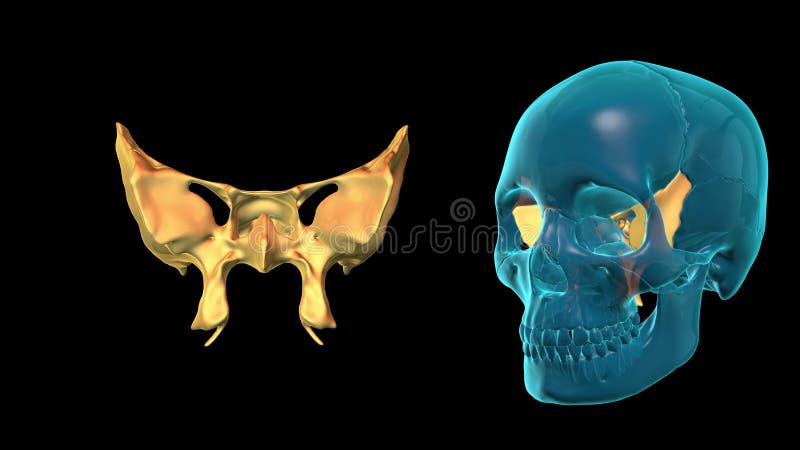 Sphenoid Bone - 3D MODEL ANIMATION Stock Video - Video of anatomy, dead ...