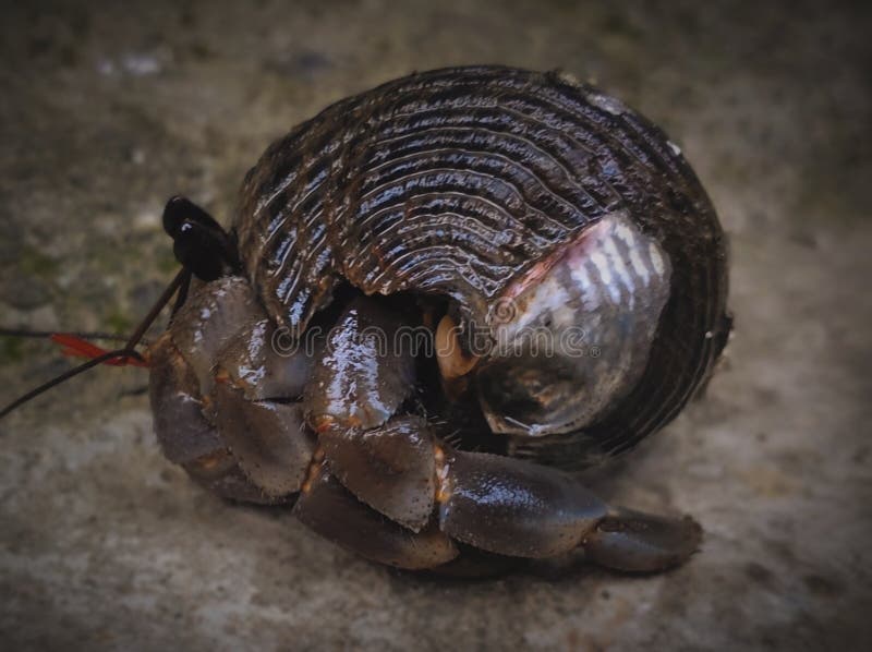 Sphere Creature of Coenobita Violascens Stock Image - Image of antenna ...