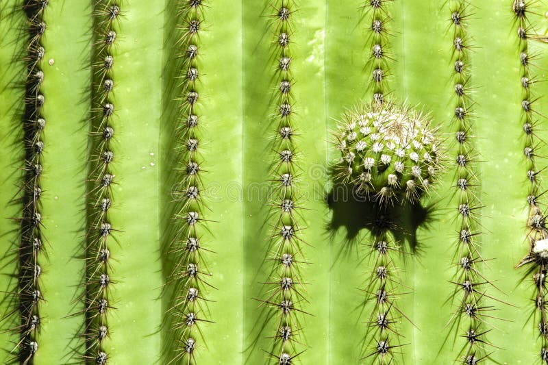 Sphere Shaped Stem on a Saguaro Cactus Stock Image - Image of outdoor ...