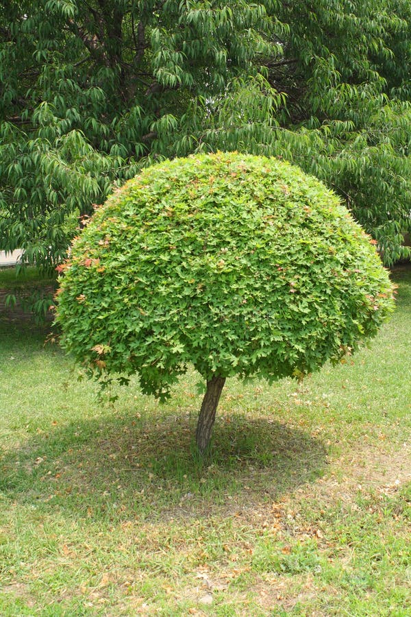 Sphere shaped tree stock photo. Image of plant, bush - 46160852