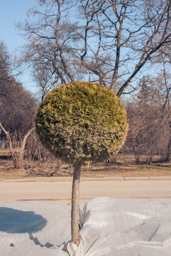 Sphere-shaped Tree in Garden in Moscow Stock Image - Image of shaped ...