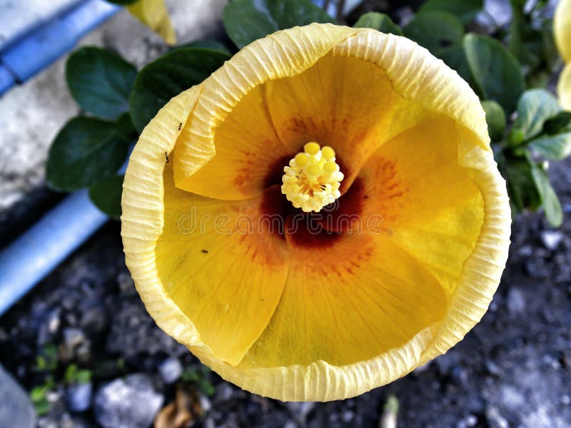 Sphere Shaped Yellow Flowers Stock Photo - Image of beautifully ...