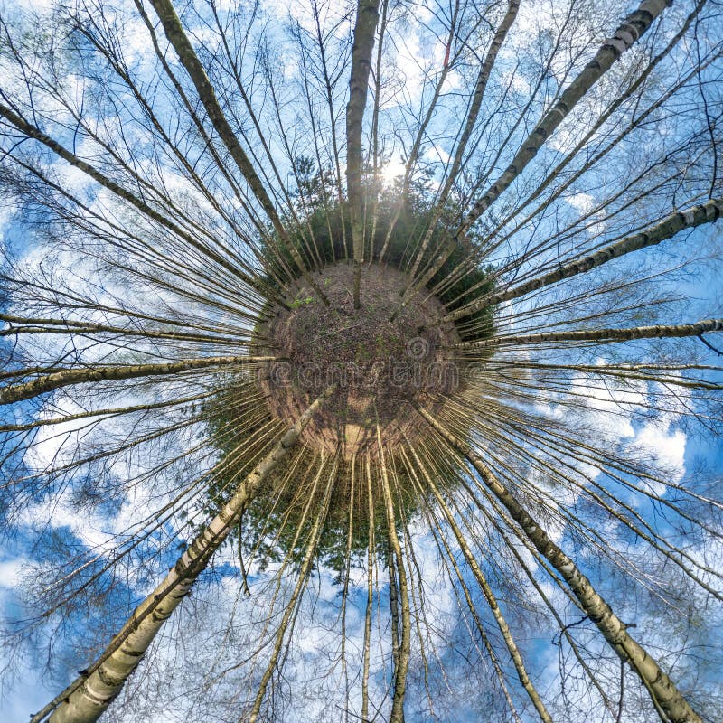Spherical Abstract Aerial View in Forest with Clumsy Branches. Tiny ...