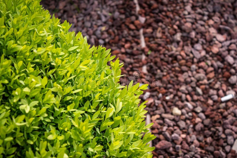 Round Shaped Bush with Red Rocks Stock Image - Image of agriculture ...