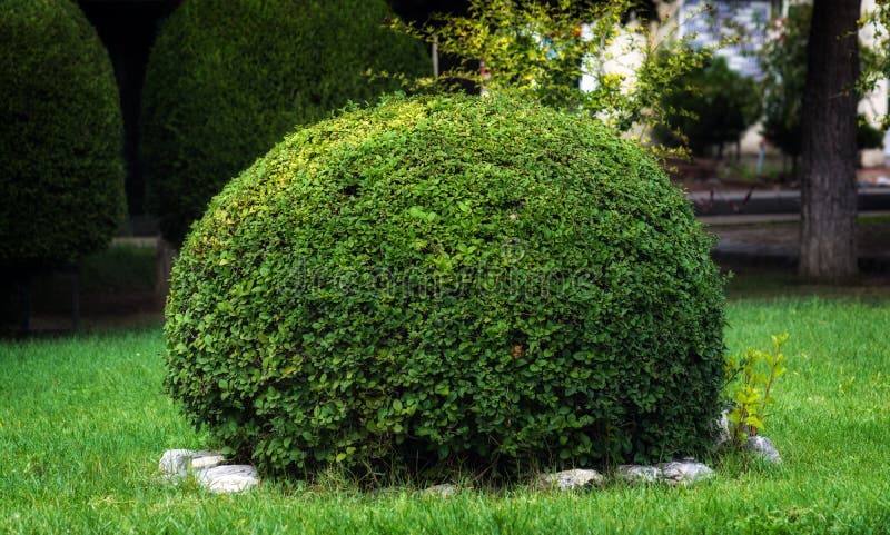 Spherical Boxwood Bushes Close Stock Image - Image of botany, growing ...