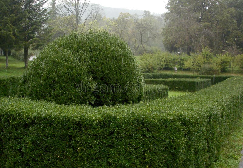 Spherical Bushes in a Square with a Square Hedge Stock Photo - Image of ...