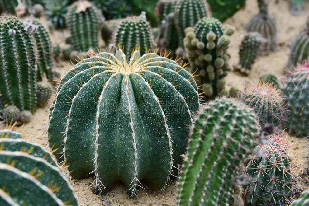 The spherical cactus stock photo. Image of plant, splinter - 53419248