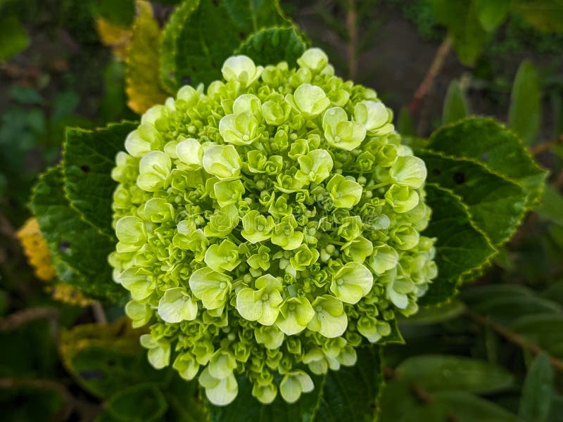 A Spherical Cluster of Light Green Hydrangea Blooms Surrounded by Dark ...