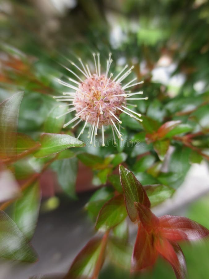 The spherical flower stock image. Image of spherical - 139494367