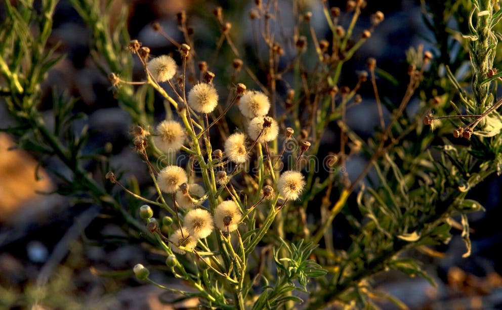 Spherical flowers stock image. Image of nature, green - 304769065
