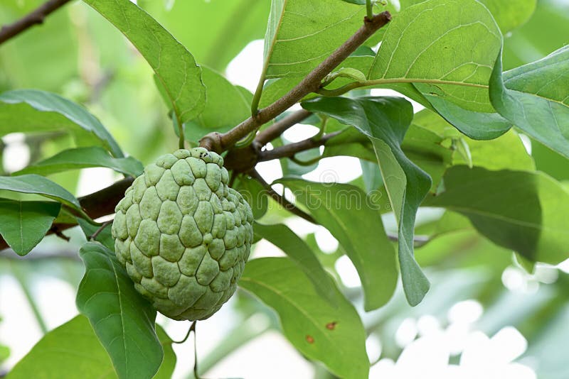 Custard apple stock photo. Image of rind, fragrant, tropical - 105717572
