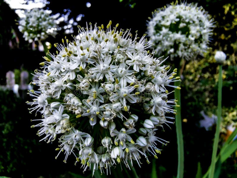 Spherical Globe with Flowers and Seeds of Onion Stock Image - Image of ...
