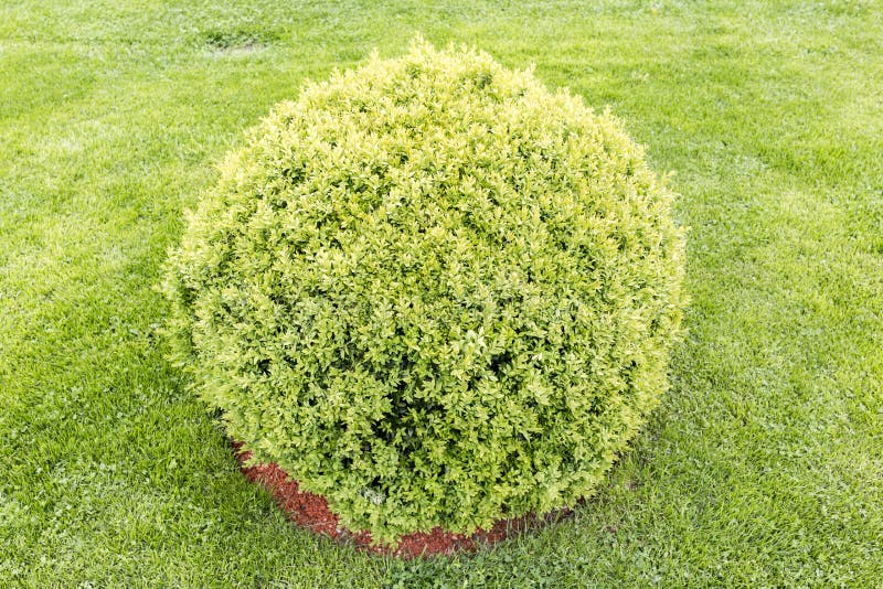 Spherical green bush stock image. Image of front, formschnitt - 54620603