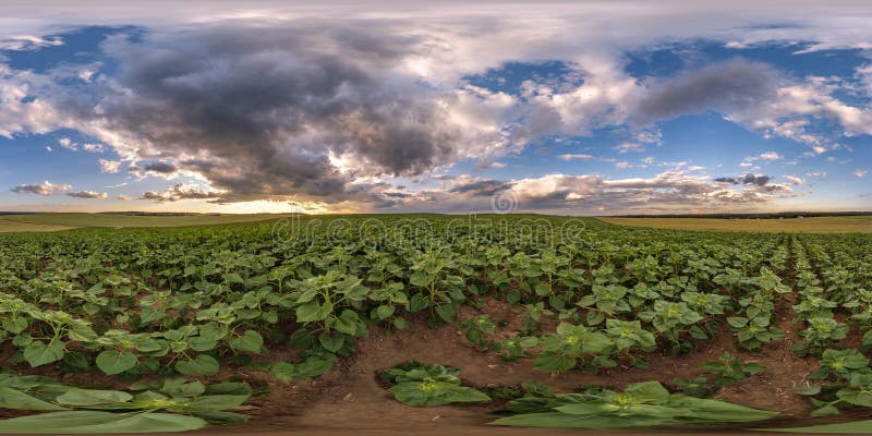 Spherical 360 Hdri Panorama among Farming Field of Young Green ...