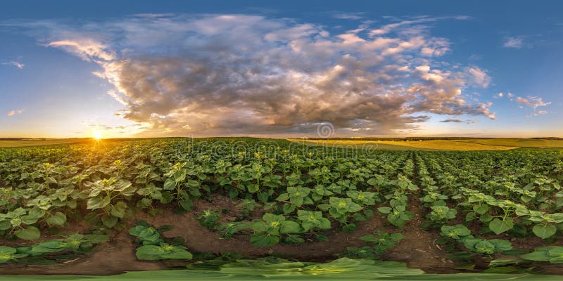 Spherical 360 Hdri Panorama among Farming Field of Young Green ...