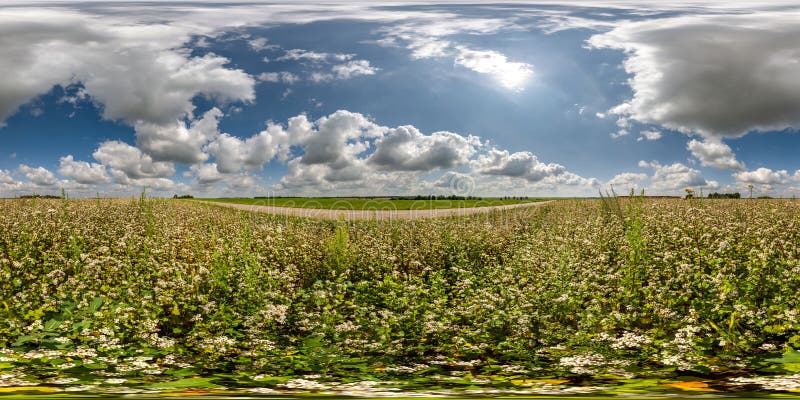 Spherical 360 Hdri Panorama among Field of White Buckwheat Flowers with ...