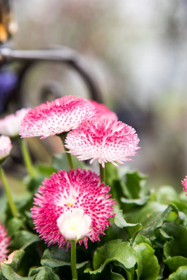 Spherical Hedgehog Shaped Flowers Stock Photo - Image of flowering ...