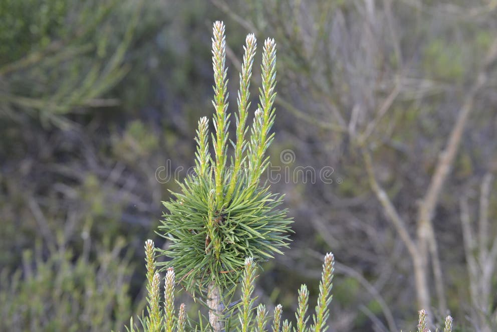 Spherical Needle Tree in Spring Stock Photo - Image of christmas ...