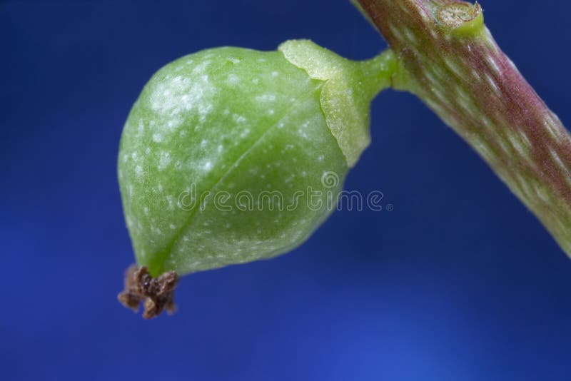 An Unopened Poplar Fruit with a Stalk on the Maternal Process Stock ...