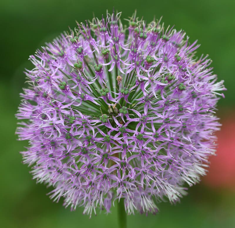 Spherical Purple Decorative Flower during Flowering Stock Photo - Image ...