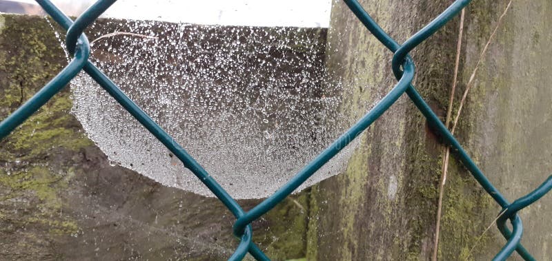 Spherical Spider web stock photo. Image of spider, spherical - 162202720