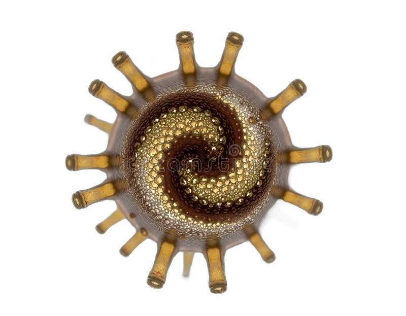 Spherical Spiral Virus on the Alpha Isolated Transparent Background ...